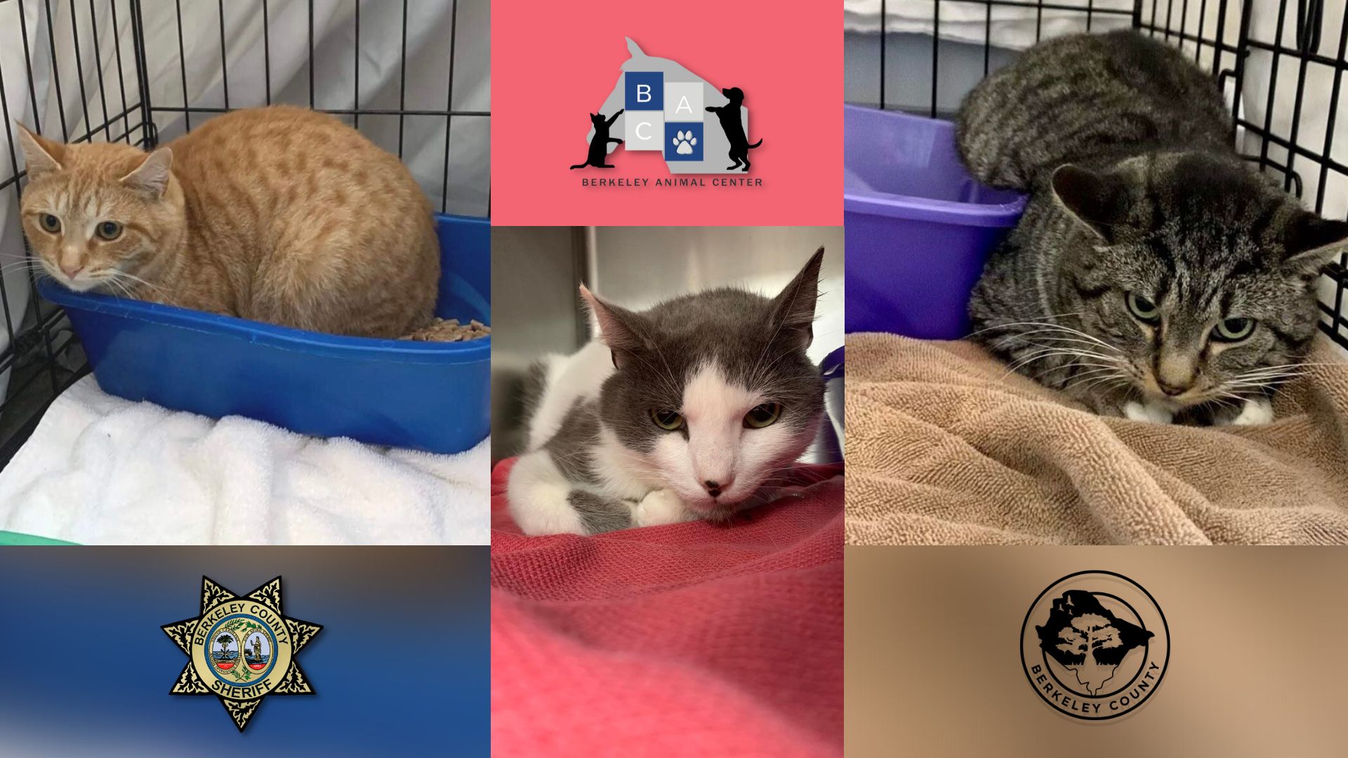 Animal Control Seizes Dozens of Cats from Hoarding Situation in St ...